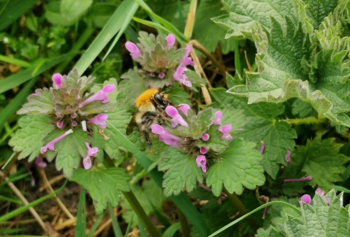 José de Boer - The Place to Bee